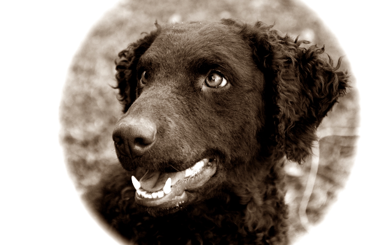 Om Curlygames - Curlygames