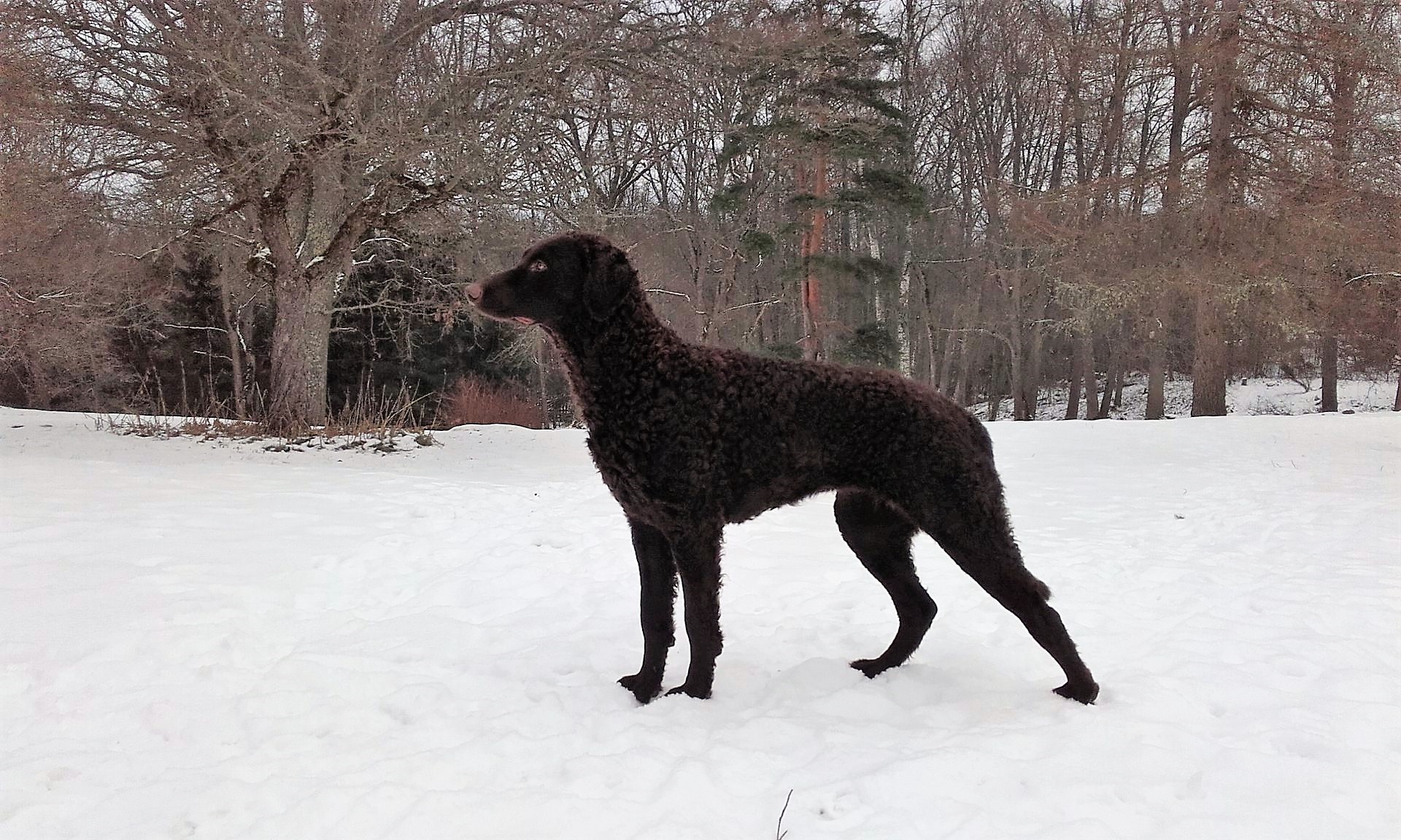 Curlygames Aina - Curlygames