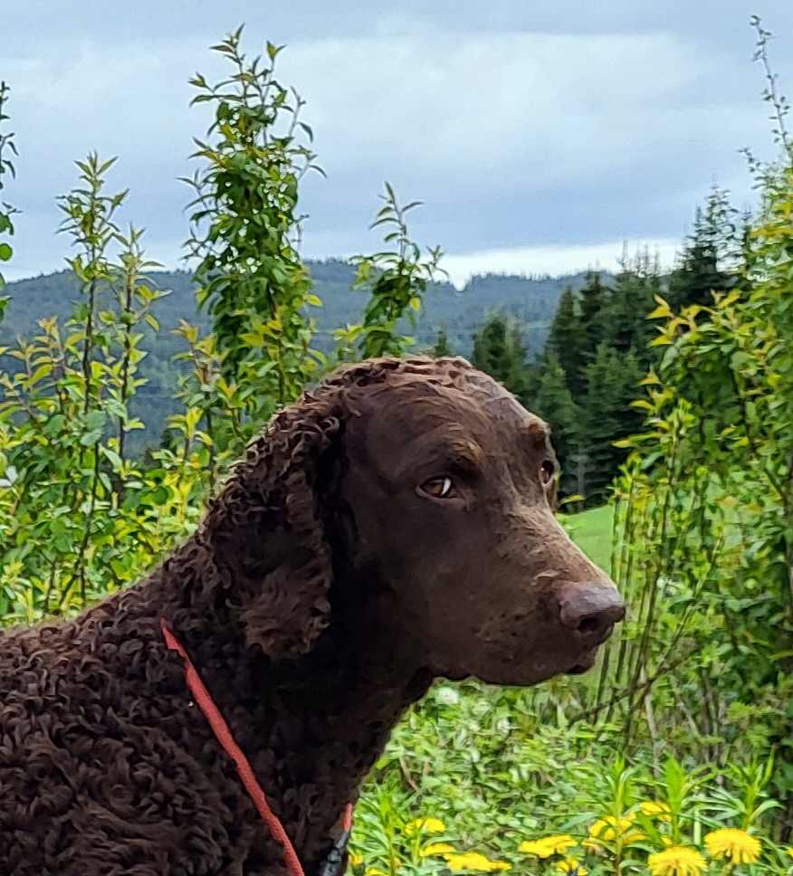 Ny norsk Champion! - Curlygames