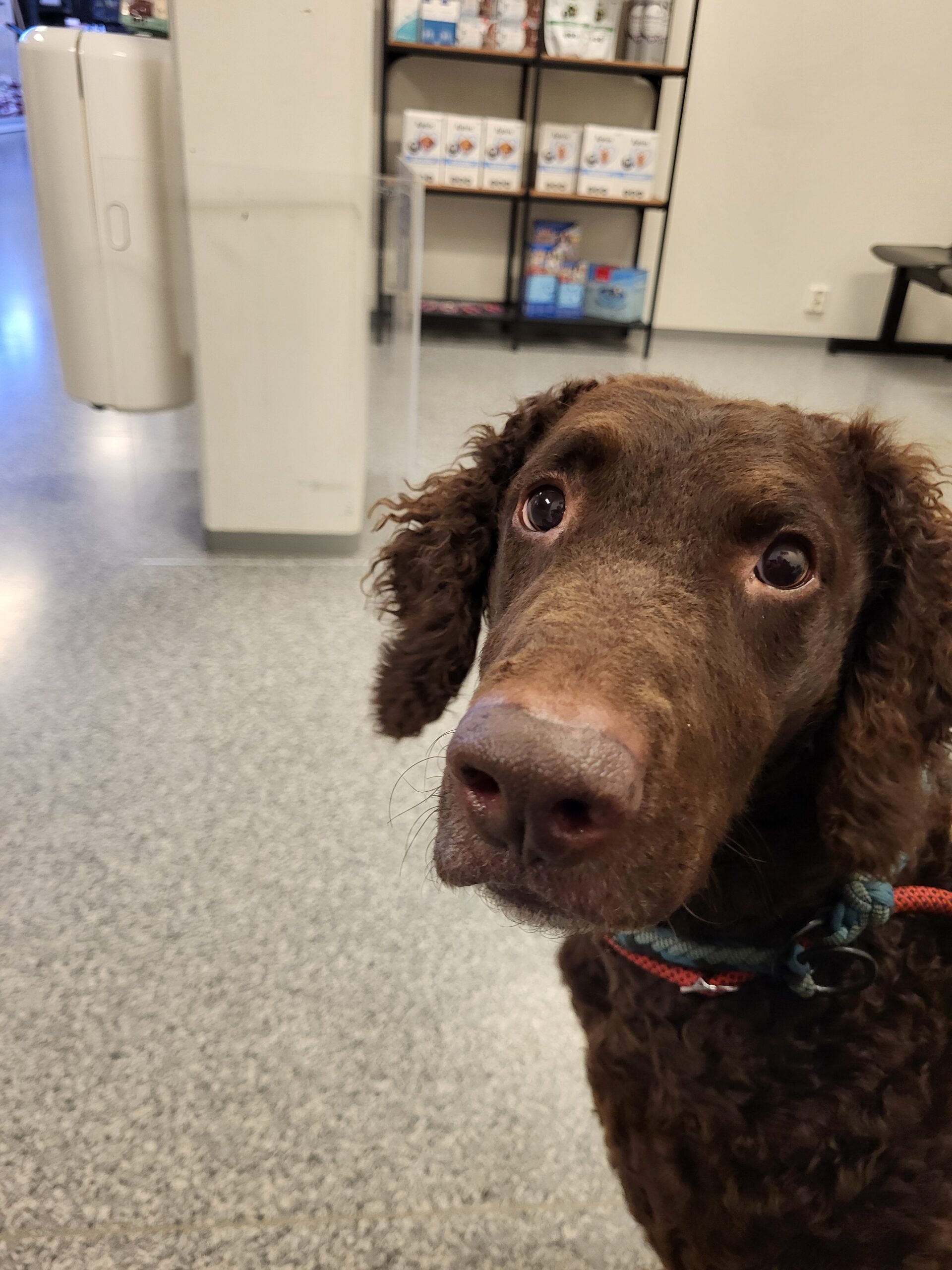 Dårlige nyheter - Curlygames